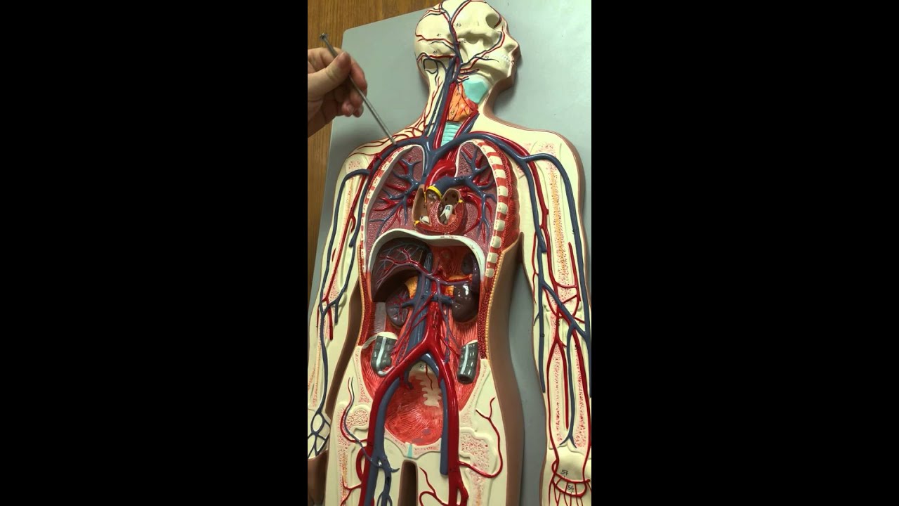 Flat Man Model A&P II - YouTube