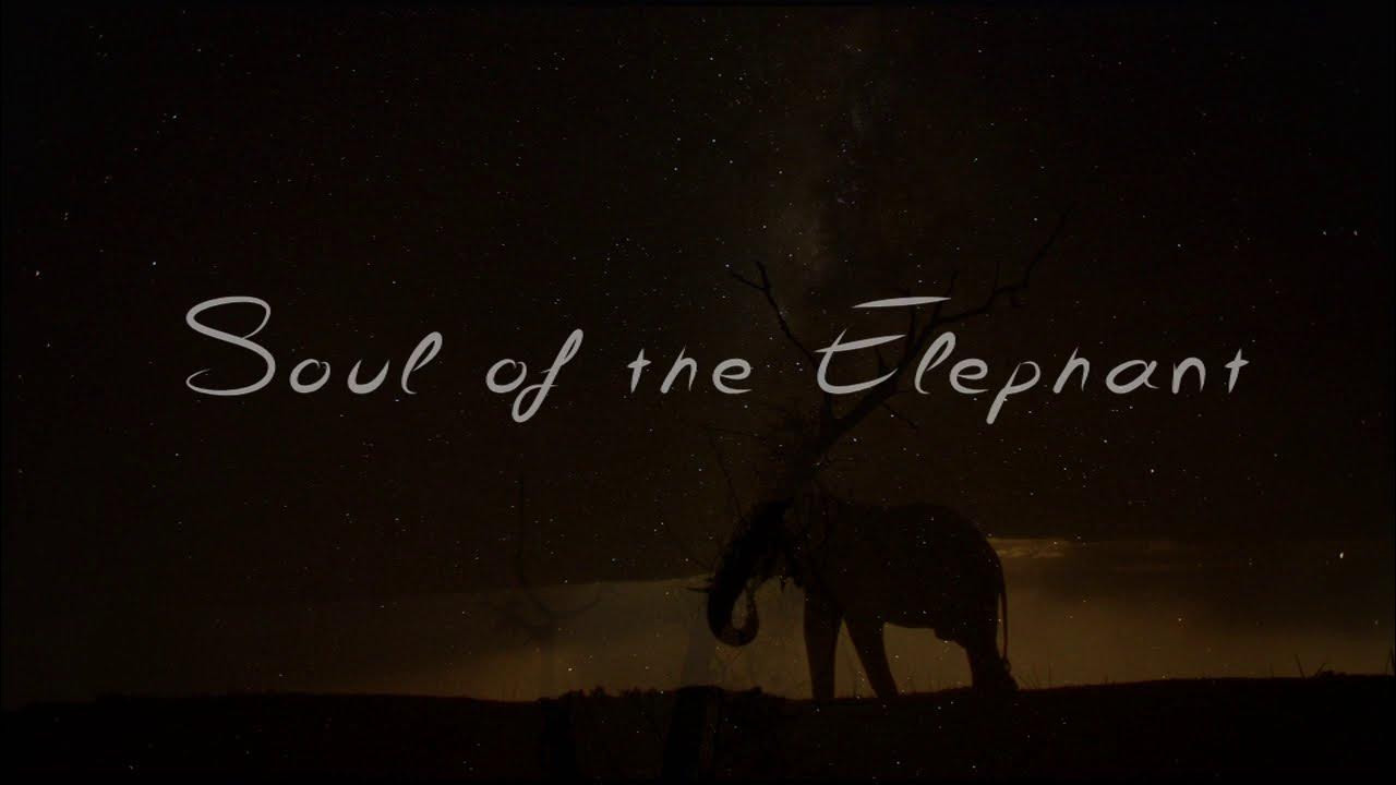 Soul of the Elephant - YouTube