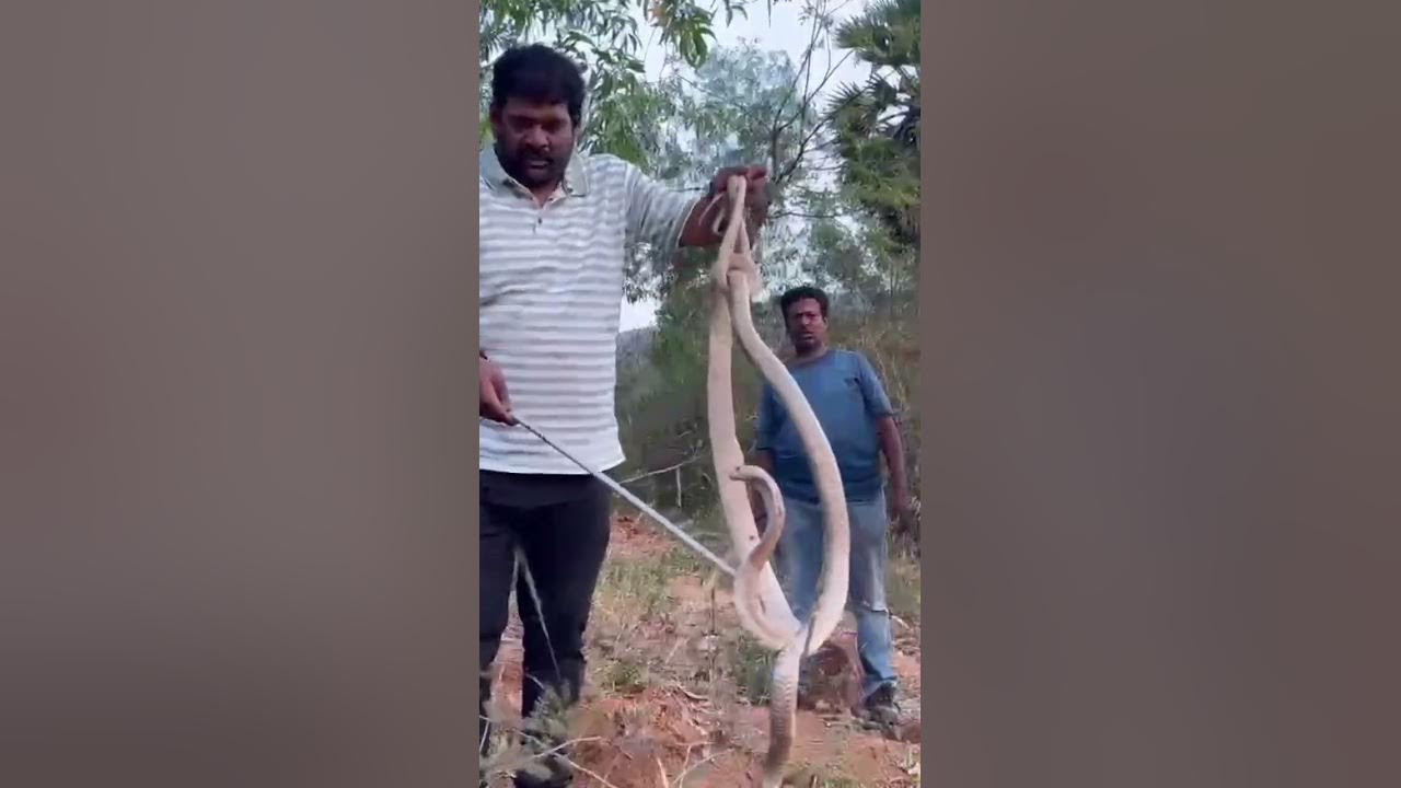 Releasing rescued poisonous snakes in the forest | snake Kiran vizag ...