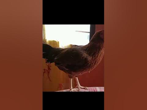 The 12-year Old Aseel Gold x Duke Hulsey Lemon Hen - YouTube