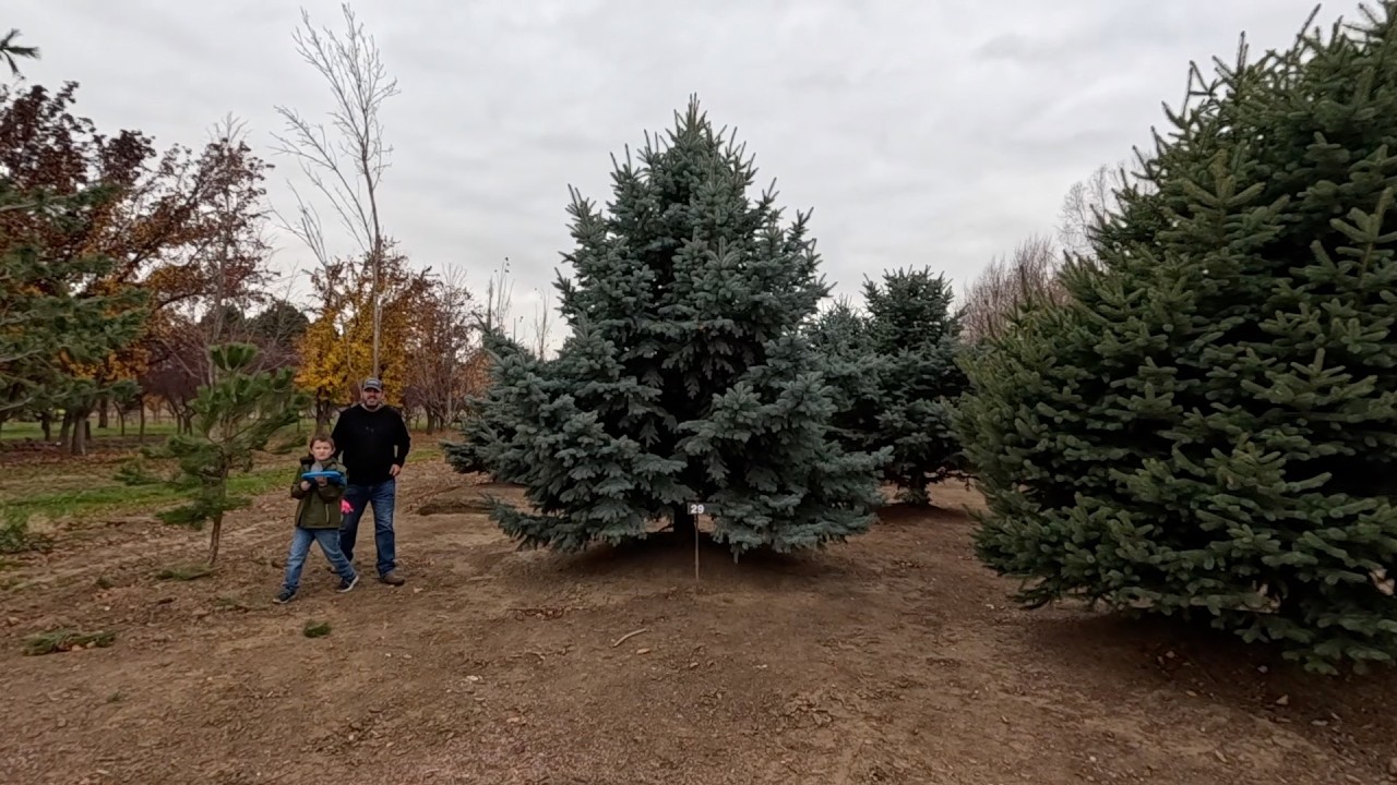 Run Errands with Us: Big Tree Shopping, Picking Up Bulk Greens ...