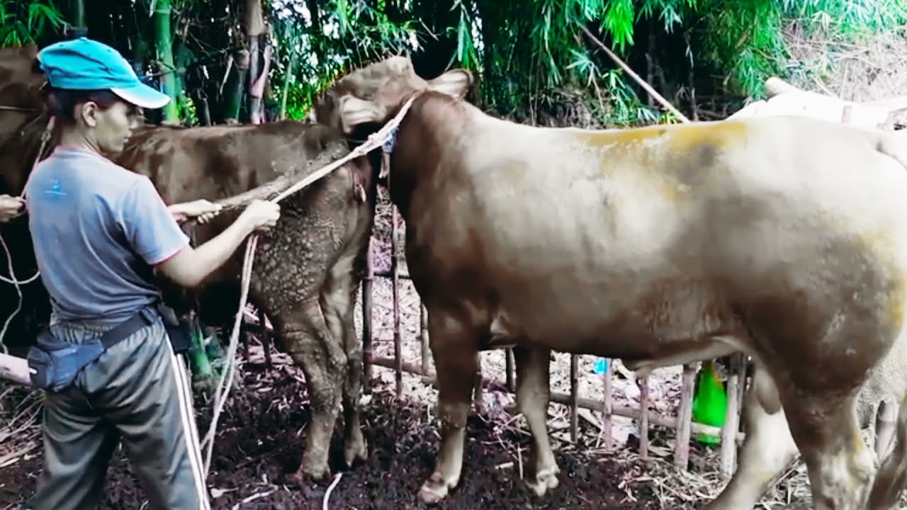 World Modern Technology Cow and Bull Breeding Mating woman doctor ...