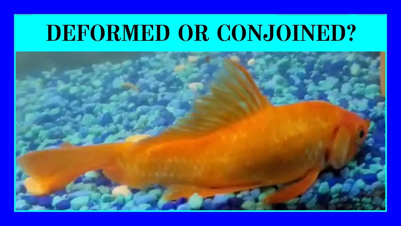 Episode 57 - Broken, The Misfit Comet Goldfish is either very inbred or ...