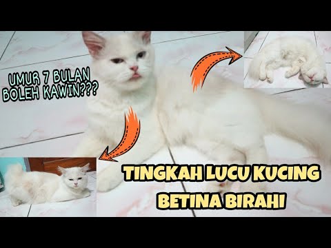 KUCING BETINA USIA 7 BULAN, APAKAH SUDAH BOLEH DIKAWINKAN??? - YouTube