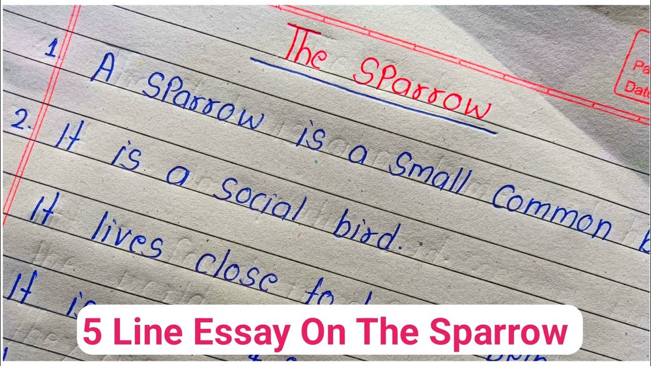 5 Line Essay On Sparrow In English || The Sparrow Par Essay writting ...