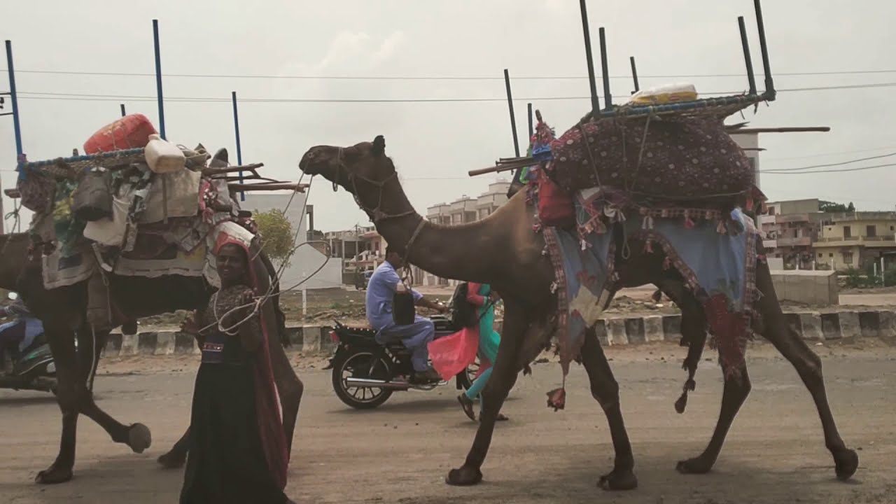 Rabari tribe with camel are going on road - YouTube