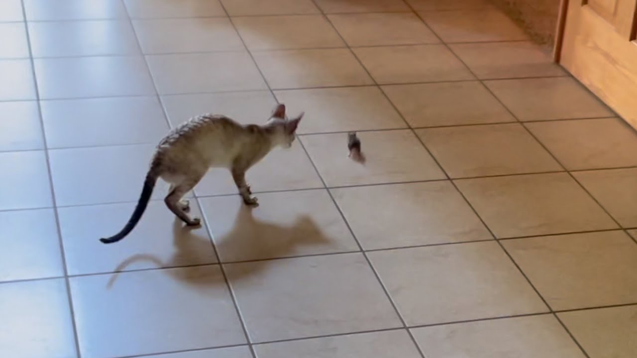 A Classic Game of Cat & Mouse - YouTube
