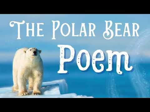Polar Bear- Poem | Artic Animals | Kindergarten Learning | Animals ...