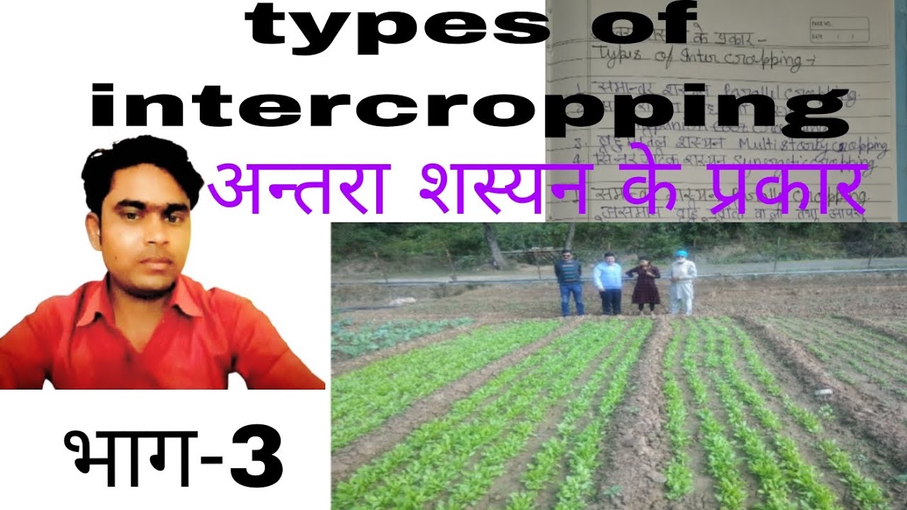 types of intercropping #viral #video #long - YouTube