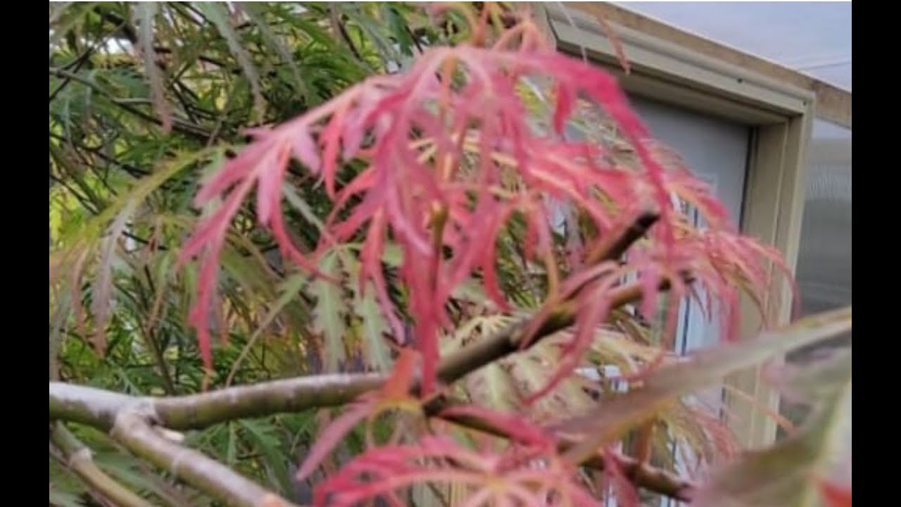 2023 cold May 2nd bonsai Tour. - YouTube