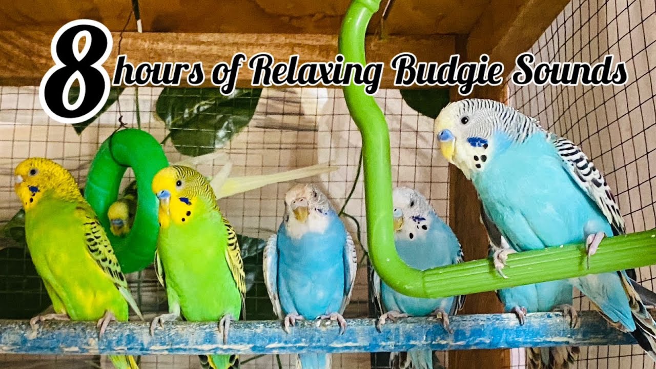 "8 Hours of Parakeet & Budgie Natural Sounds | Relaxing Background ...