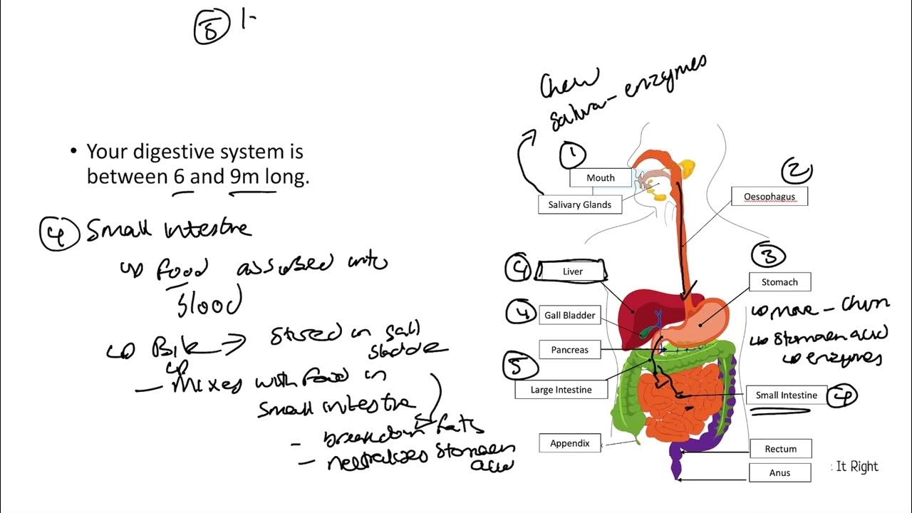 GCSE Biology 9 1 The Digestive System - YouTube
