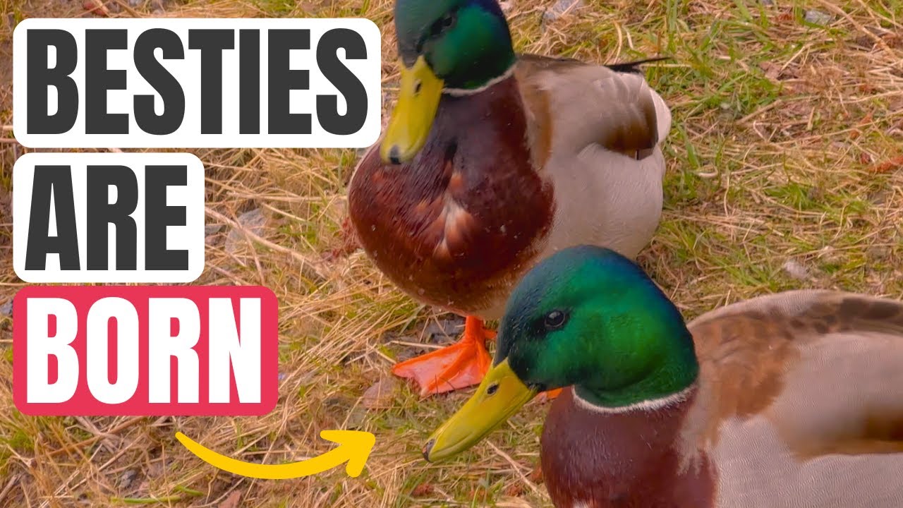 #139 | Ducks turn from ENEMIES to BEST FRIENDS! 😁🤩 - YouTube