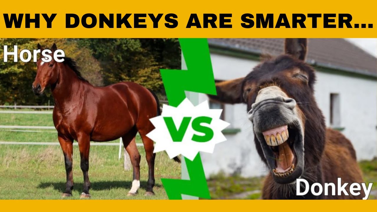 Intelligence Faceoff: Why The Donkey Is Smarter Than A Horse # ...