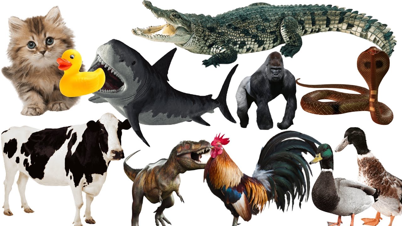 Hewan yang indah, aktivitas hewan yang akrab bebek, anak kucing, ayam ...