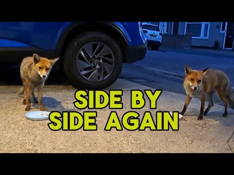 A few words from Carol now she's feeling better! #fox #wildlife #cute # ...