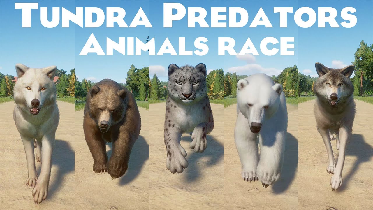 Tundra Predators Speed Races in Planet Zoo included Polar Bear, Grizzly ...