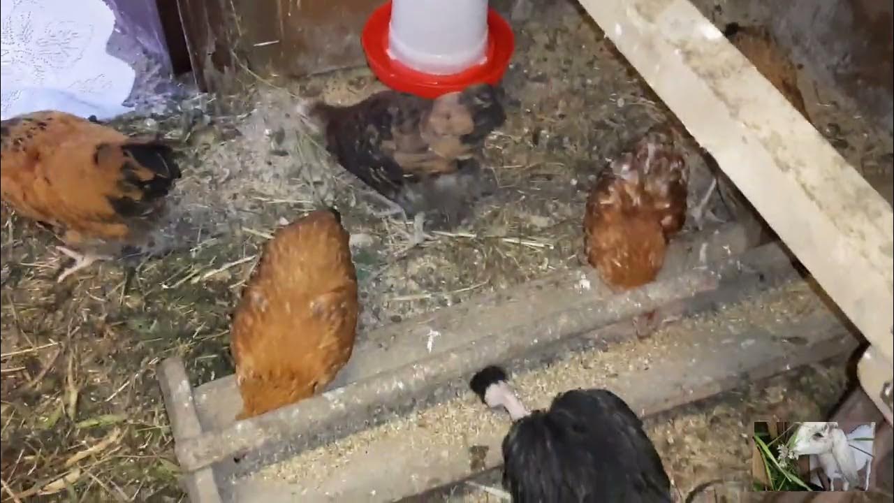 Фартук для козла. - YouTube