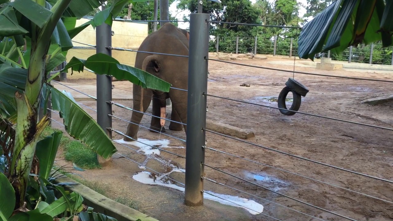 Elefante cagando Toronga Zoo - YouTube