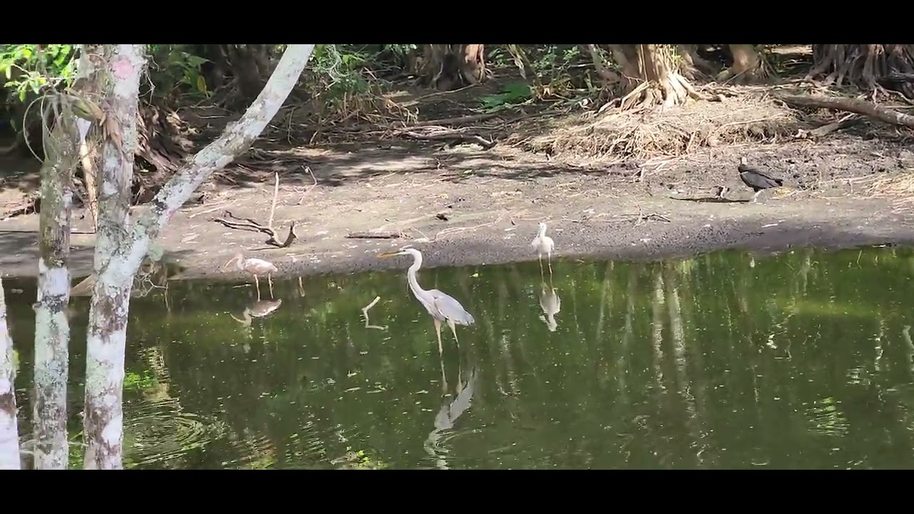 Gator - YouTube