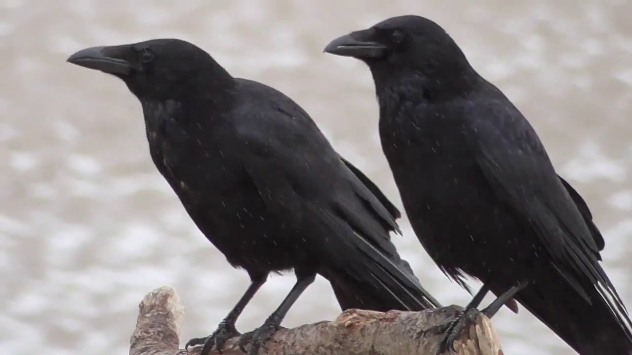 Carrion Crows on a Stick - YouTube