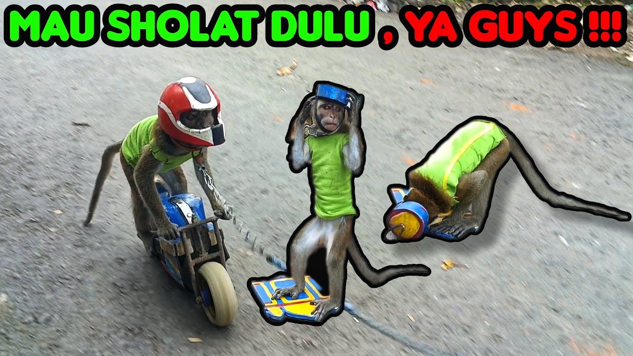 FUNNY MONKEY, PERTUNJUKAN MONYET LUCU PART 23 - YouTube