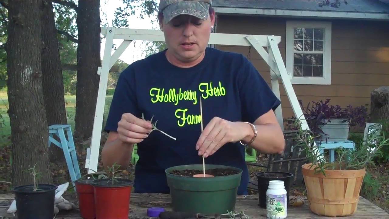 Propagation from cuttings- how to prepare cuttings and make new plants ...