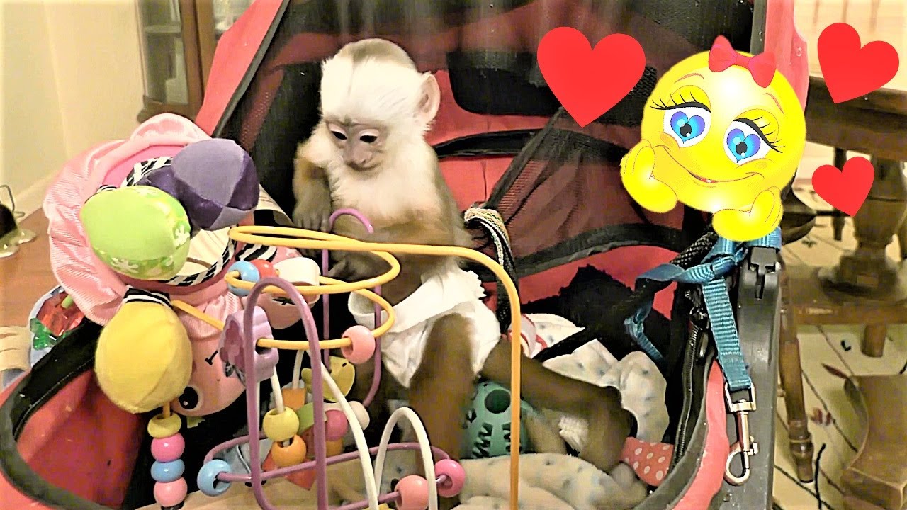 Baby Monkey Ava is Absolutely ADORABLE Playing in Stroller! | Capuchin ...
