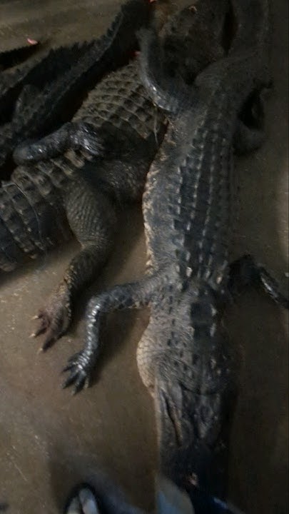 Gator season 2024! Cooler at Central Florida Trophy Hunts #alligator # ...