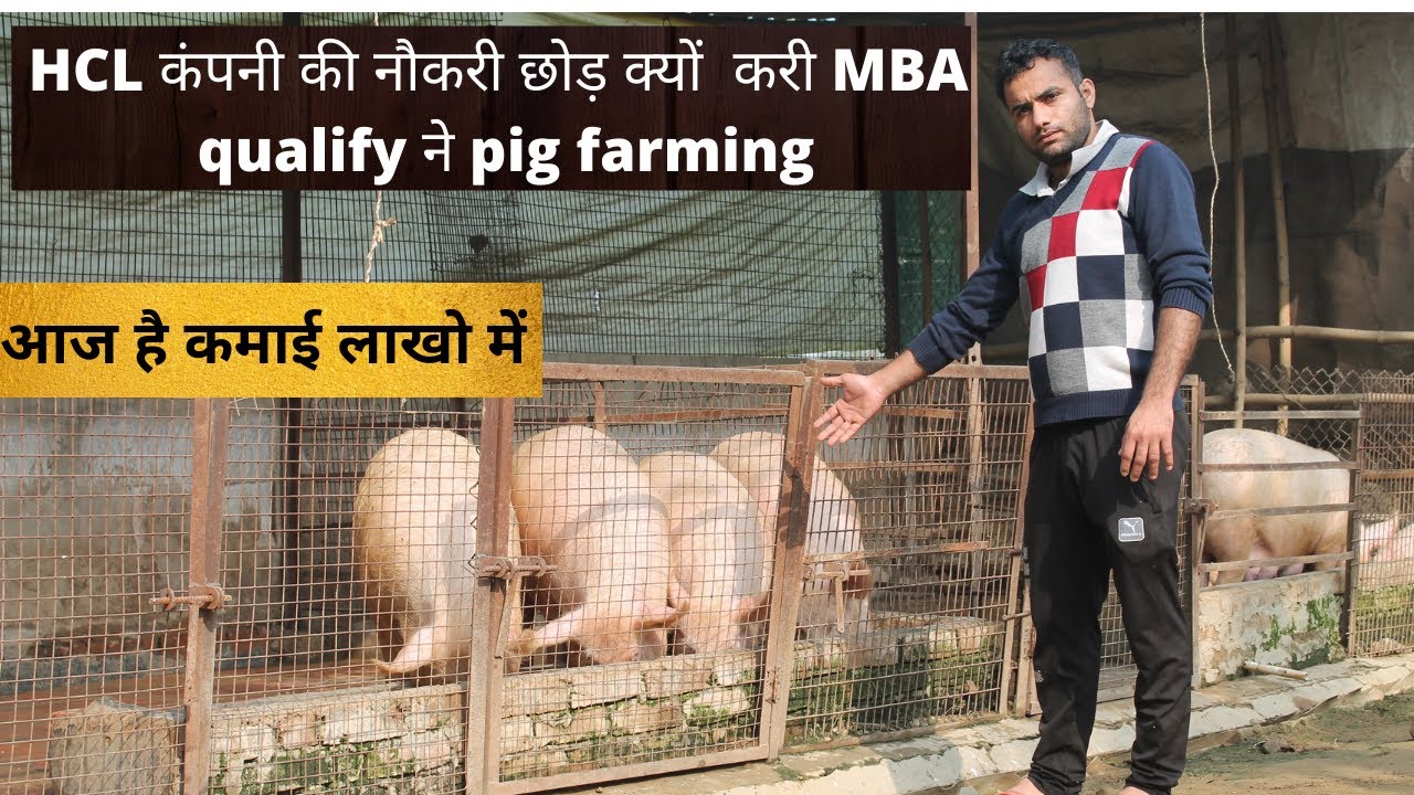 How to start pig farm with small budget l indian farming technology ...