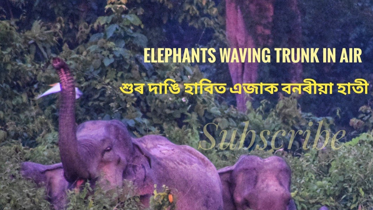 Elephants Waving Trunk in Air - YouTube