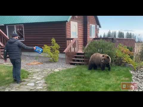 Wild Brown Bear isn’t afraid of guy with jug  #scary #wildlife #survival 🐻😳