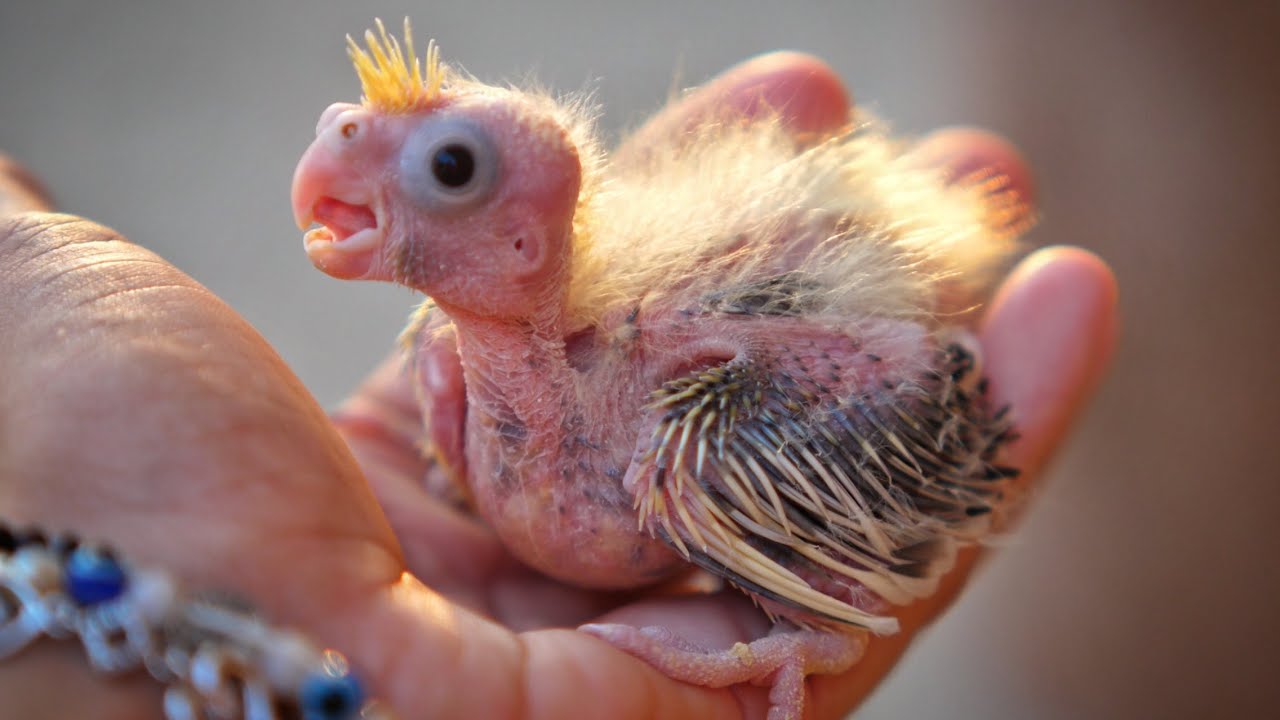 Cockatiel Nesting Behavior