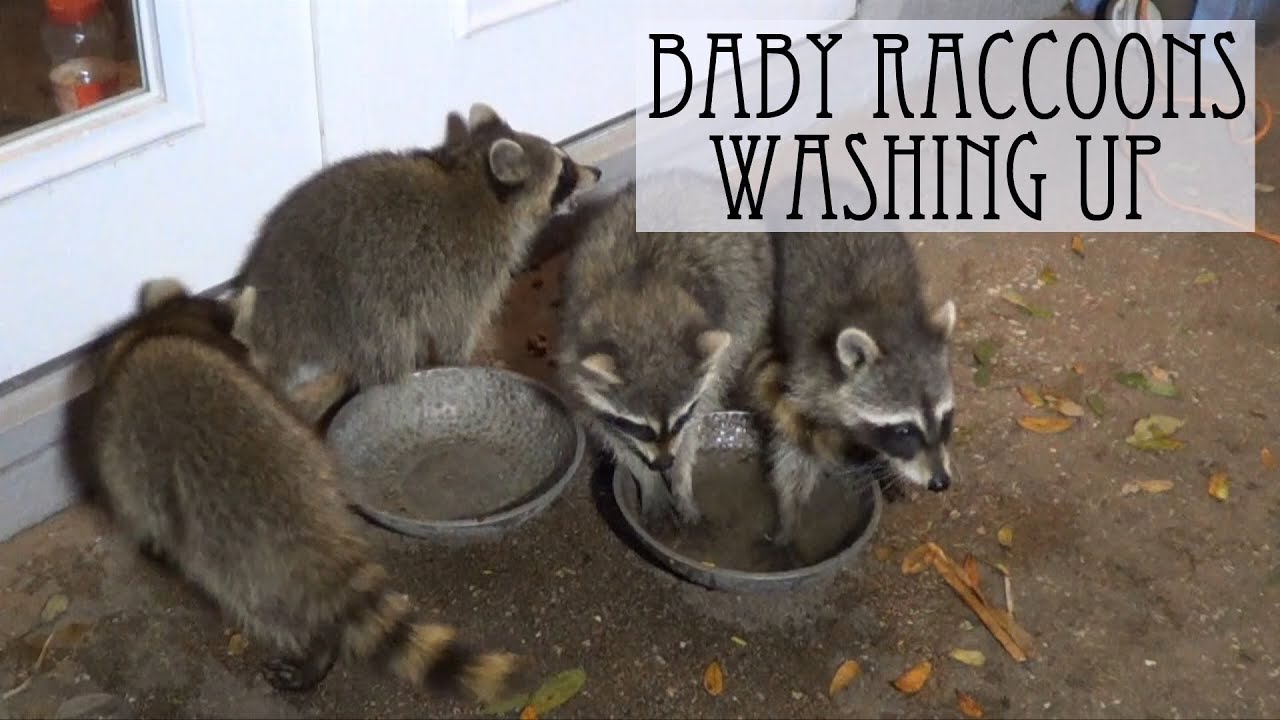 Baby raccoons washing up before dinner - YouTube