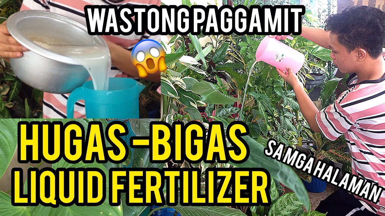 HOW TO USE RICE WATER ( HUGAS BIGAS ) AS FERTILIZER FOR PLANTS PAANO ...