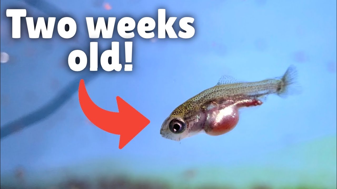 How to raise baby goldfish - YouTube