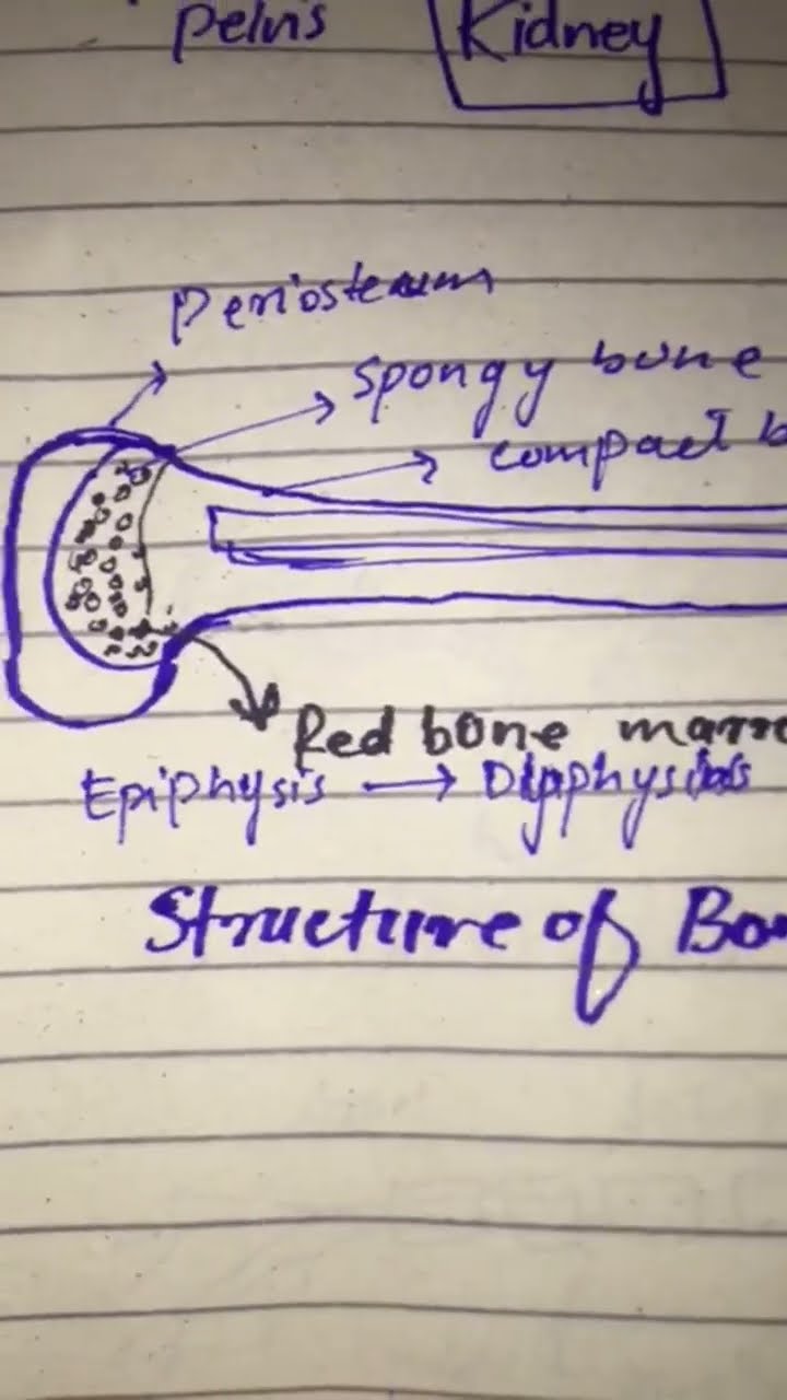 structure of bones anatomy #youtubeshorts #fypシ゚viral #fb #travel - YouTube