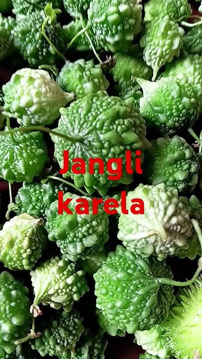 Jangli karela#kerela - YouTube