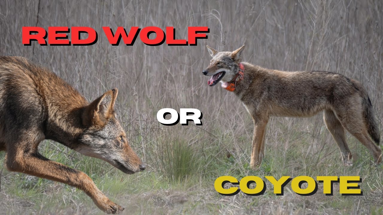 Exploring the Critically Endangered Red Wolf - YouTube