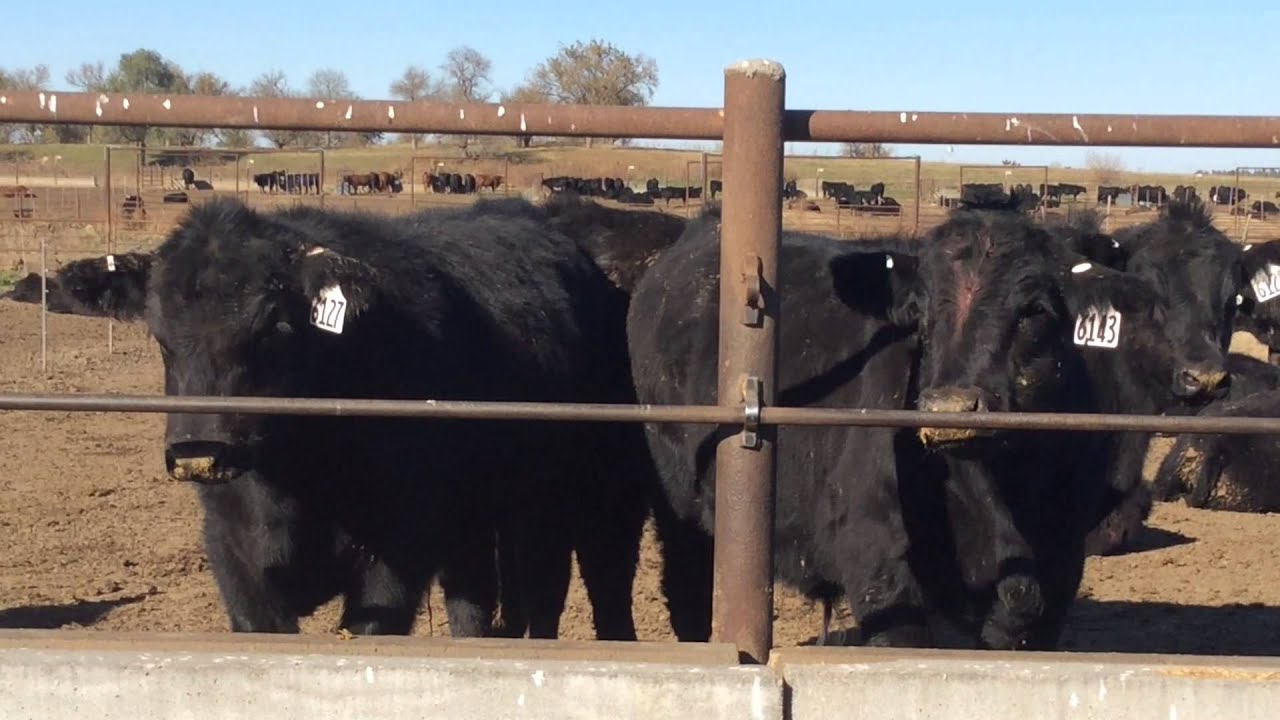 Beef's Super Power - YouTube