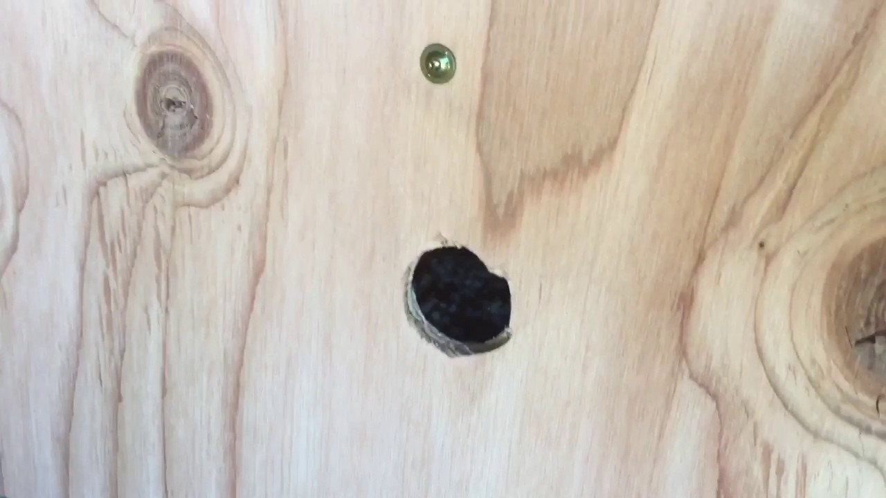 Ohio Brooder and Channel Launch - YouTube