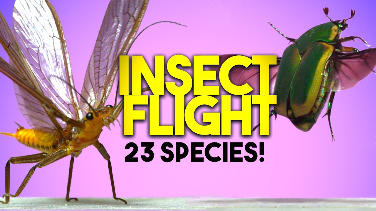 23 Amazing Insects in Flight – Slow Motion! - YouTube