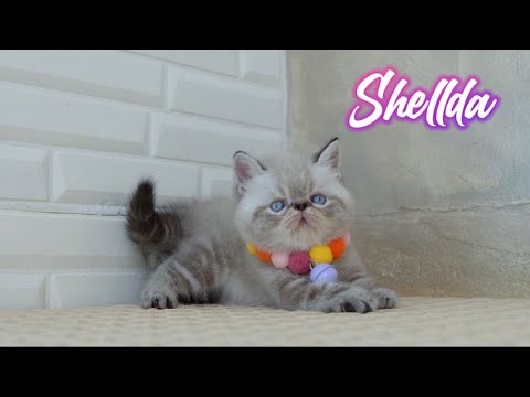 shellda : Exotic shorthair colourpoint - YouTube