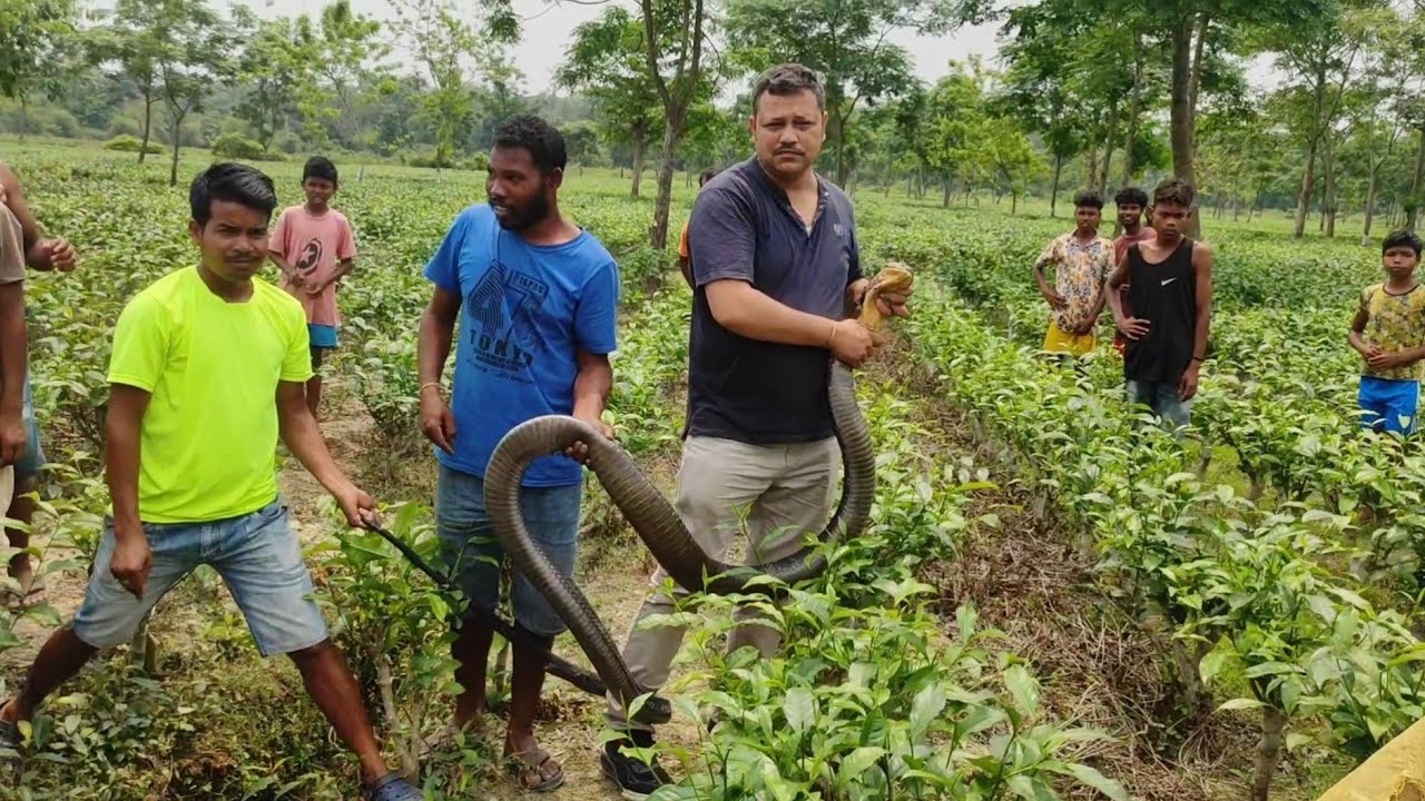 King Cobra Rescue in Tea Garden by #SPOAR - Society for Protecting ...