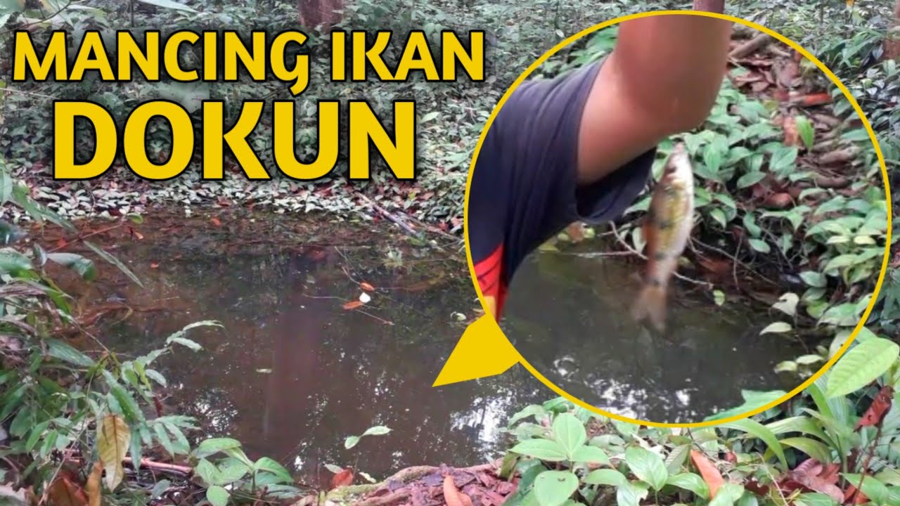 Lunga mancing ikan dokun/Sumatra fish di hutan-japala adventure - YouTube