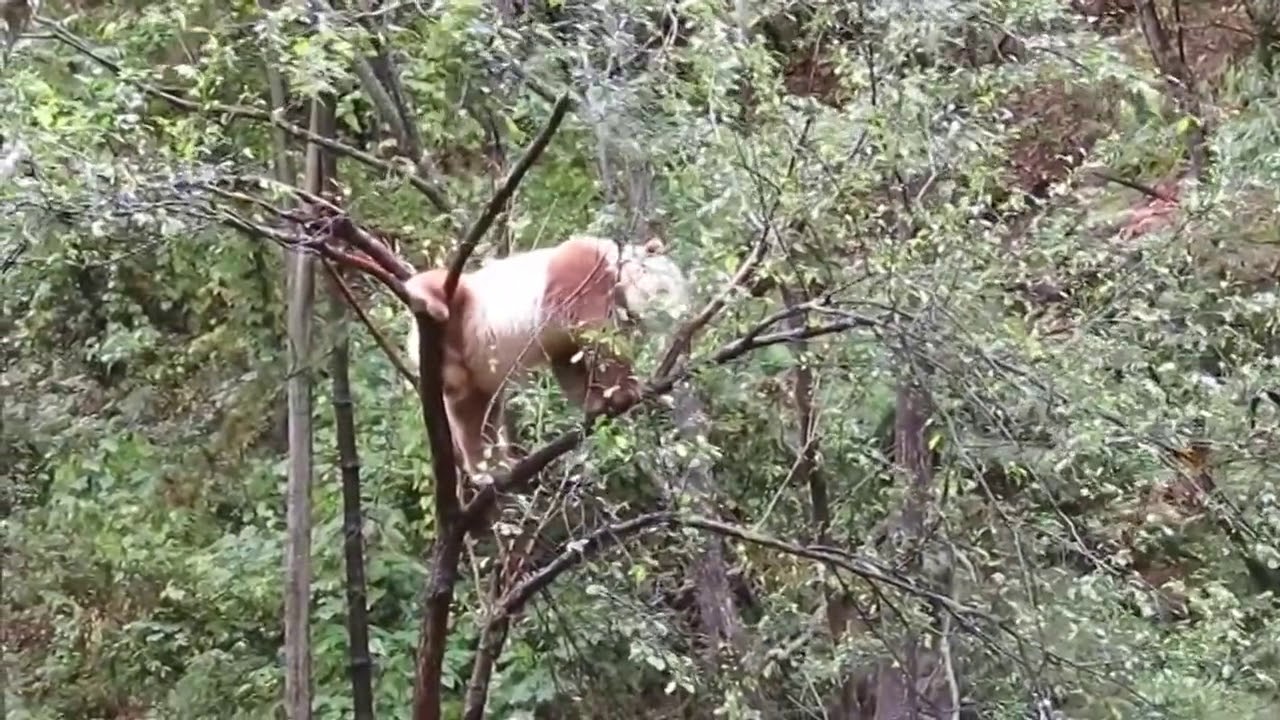 THIS ANIMAL IS ONLY A SINGLE IN WHOLE WORLD - YouTube