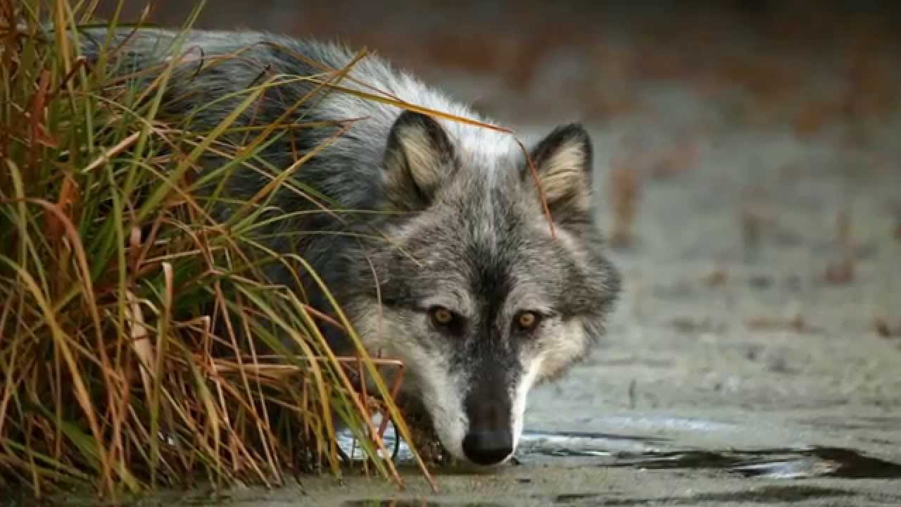 Speak for Wolves: The Crucial Role of Wolves - YouTube
