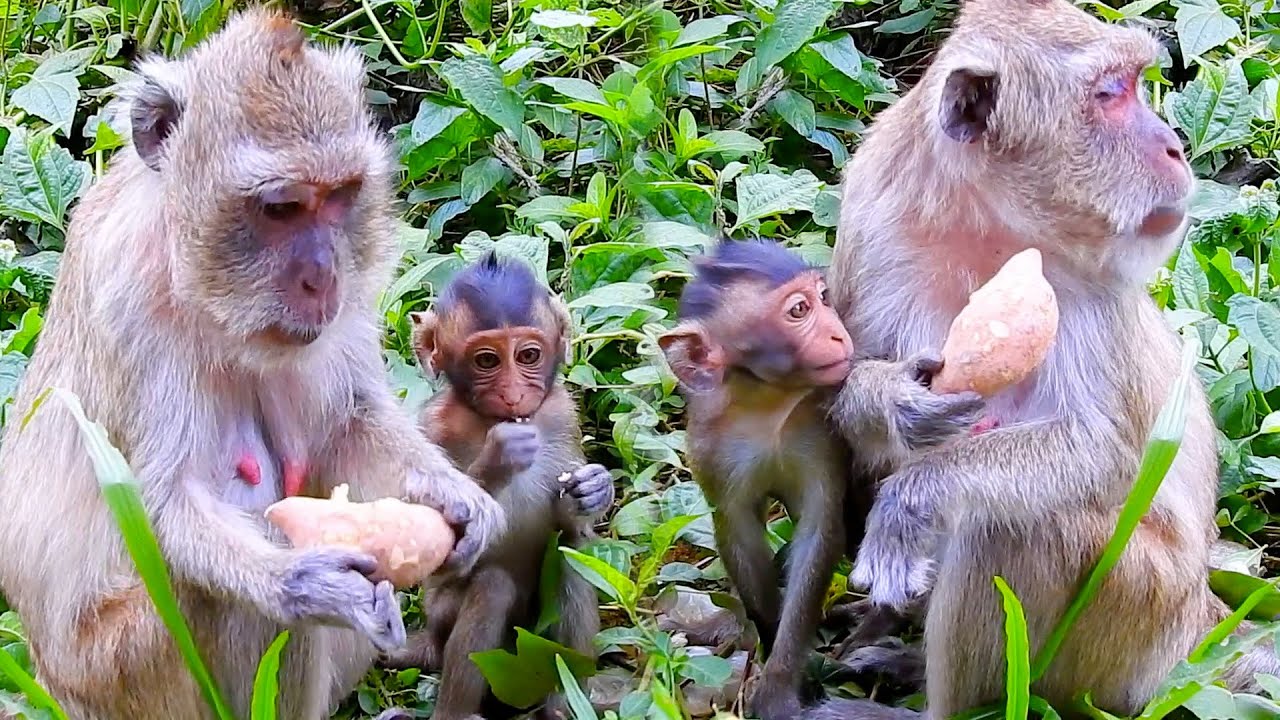 Babies try to find food with their mother to feed themselves - YouTube