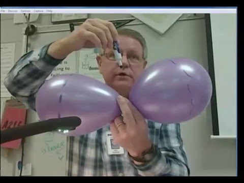 Balloon Models P Orbitals - YouTube