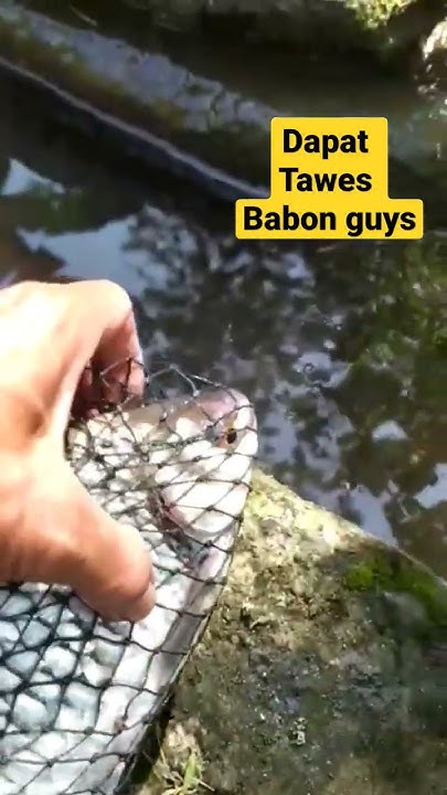 Mancing tawes dapet babon 1kg guys.... MANTAB - YouTube